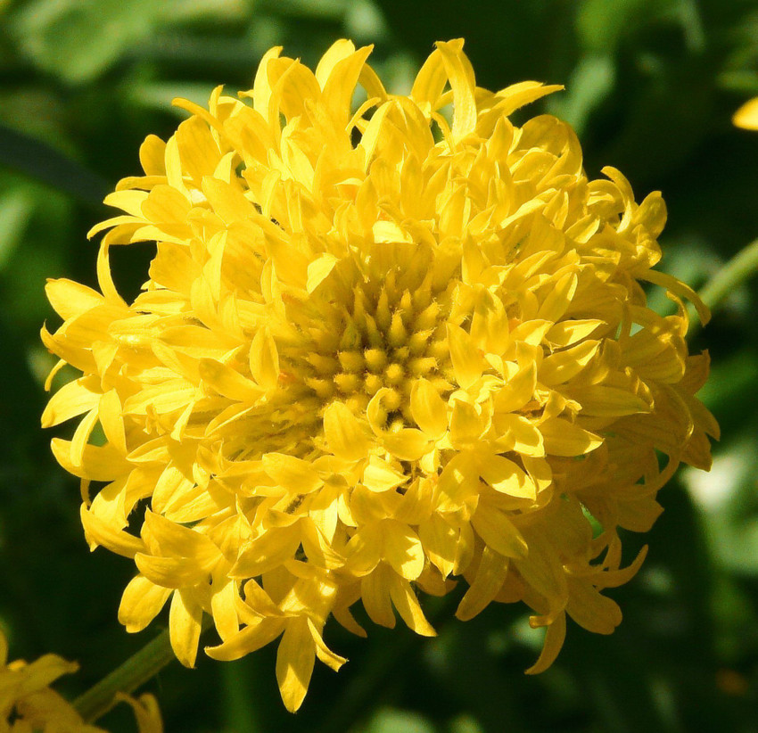 Galanda Flower Images | Best Flower Site