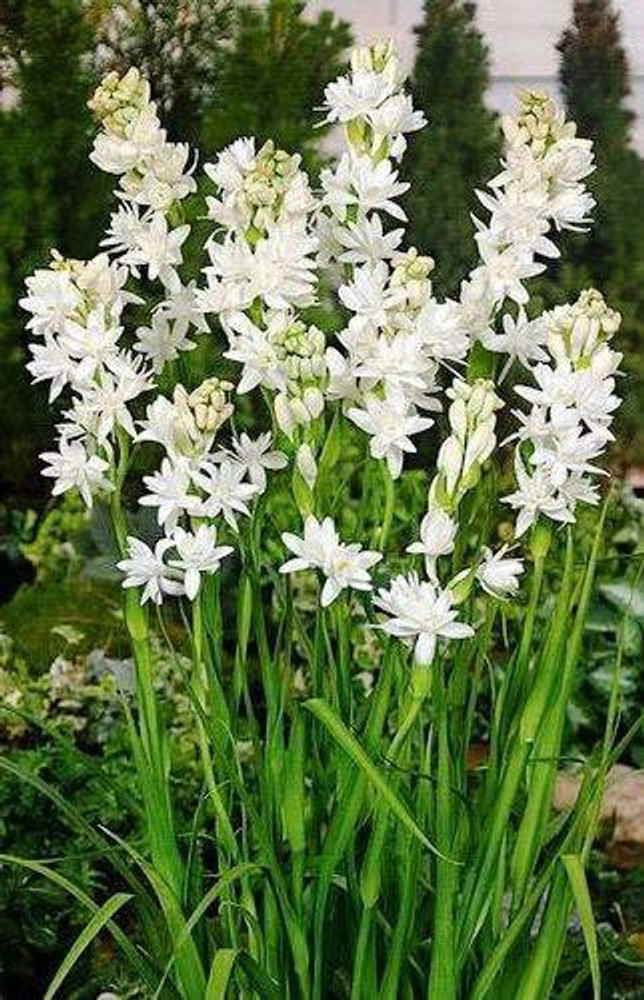 Rajnigandha Flower Images | Best Flower Site