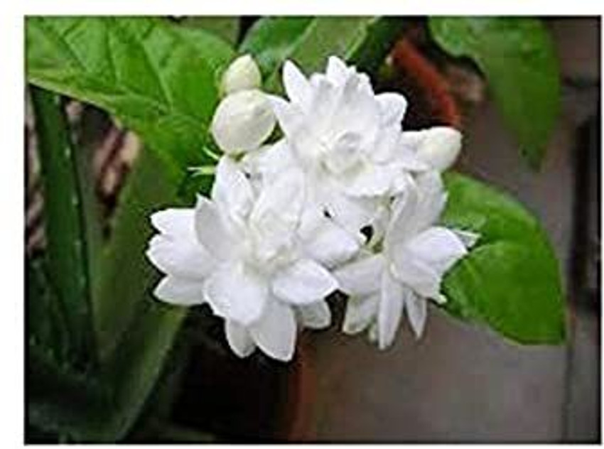 Bela Ka Flowers | Best Flower Site