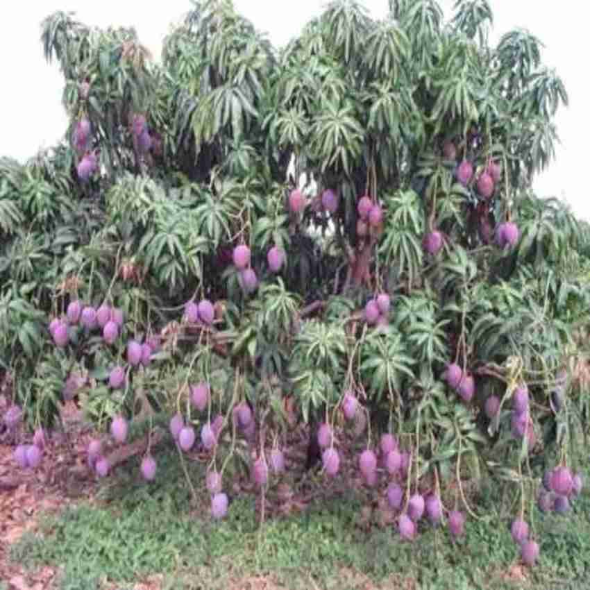 Kesar Mango Tree