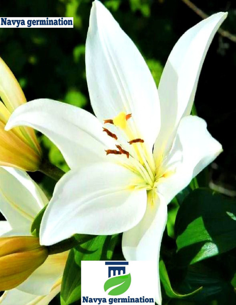 National Flower Of Italy Lily | Best Flower Site