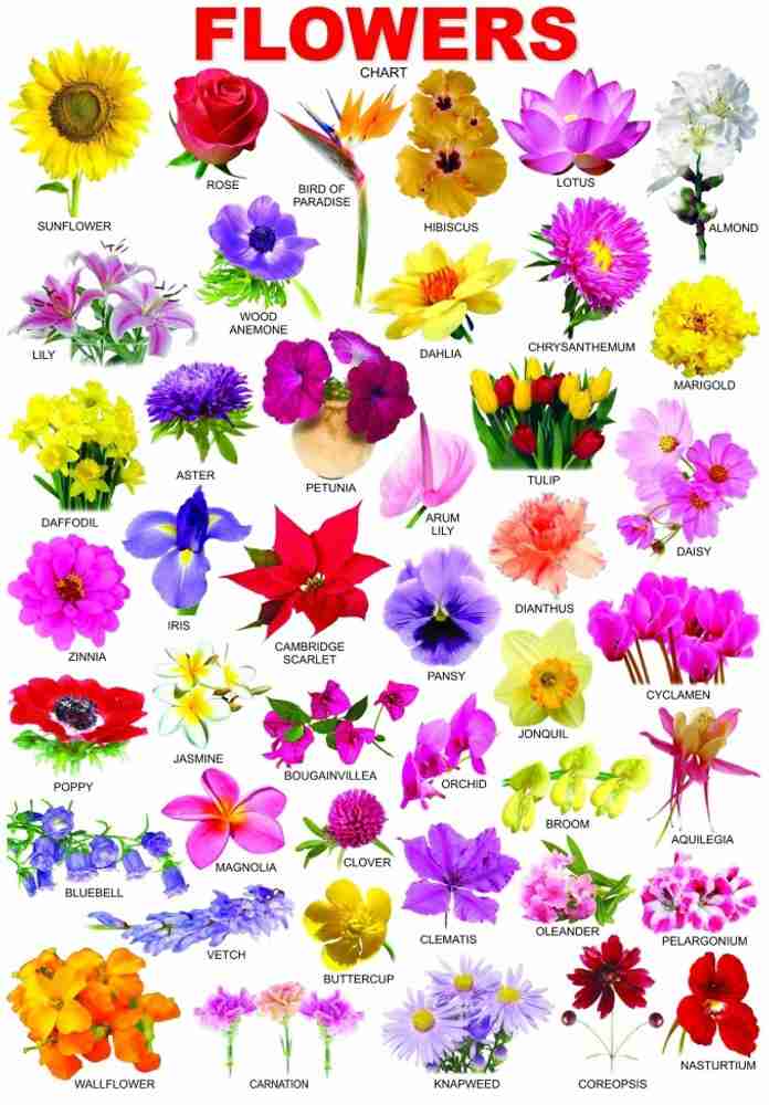 Flowers Pictures With Names In Marathi | Best Flower Site