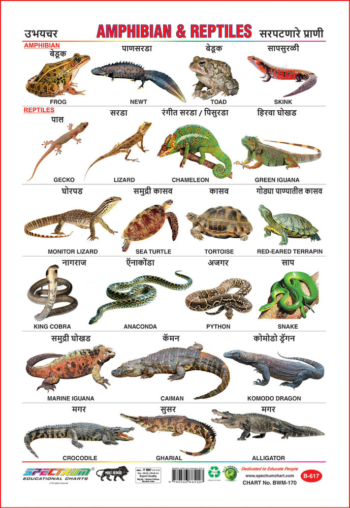List Of Amphibians Animals
