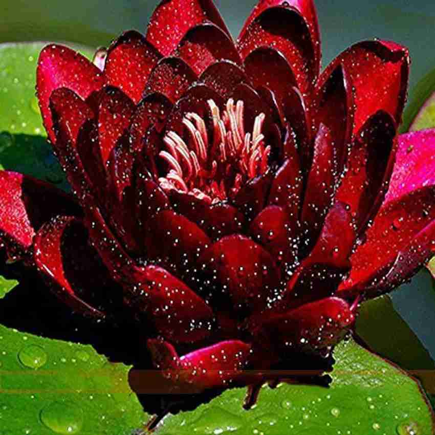 Red Lotus Flowers