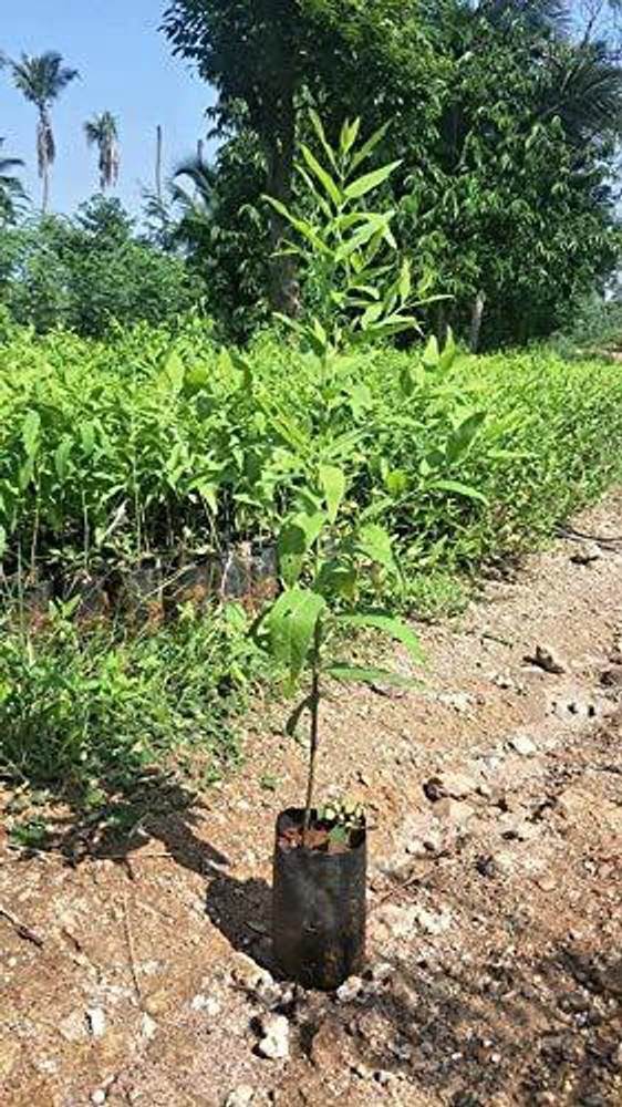 White Sandalwood Tree
