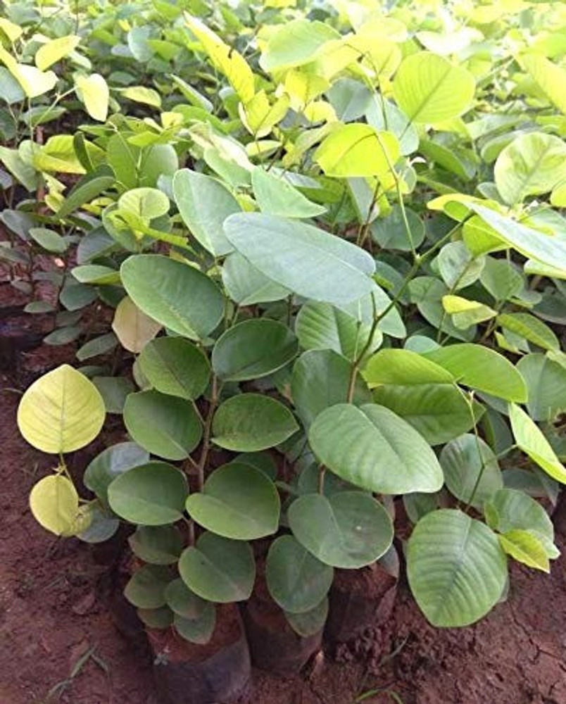 Red Sandalwood Tree Price