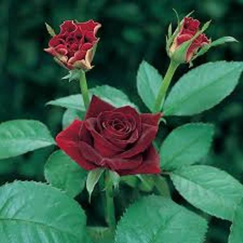 Beautiful Green Rose Flowers