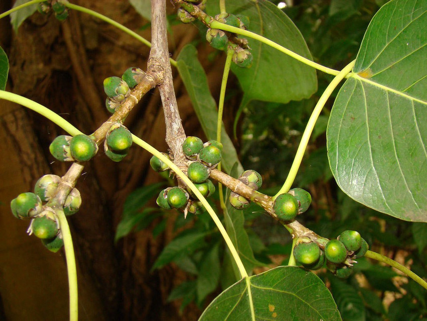 Ficus Religiosa Flower