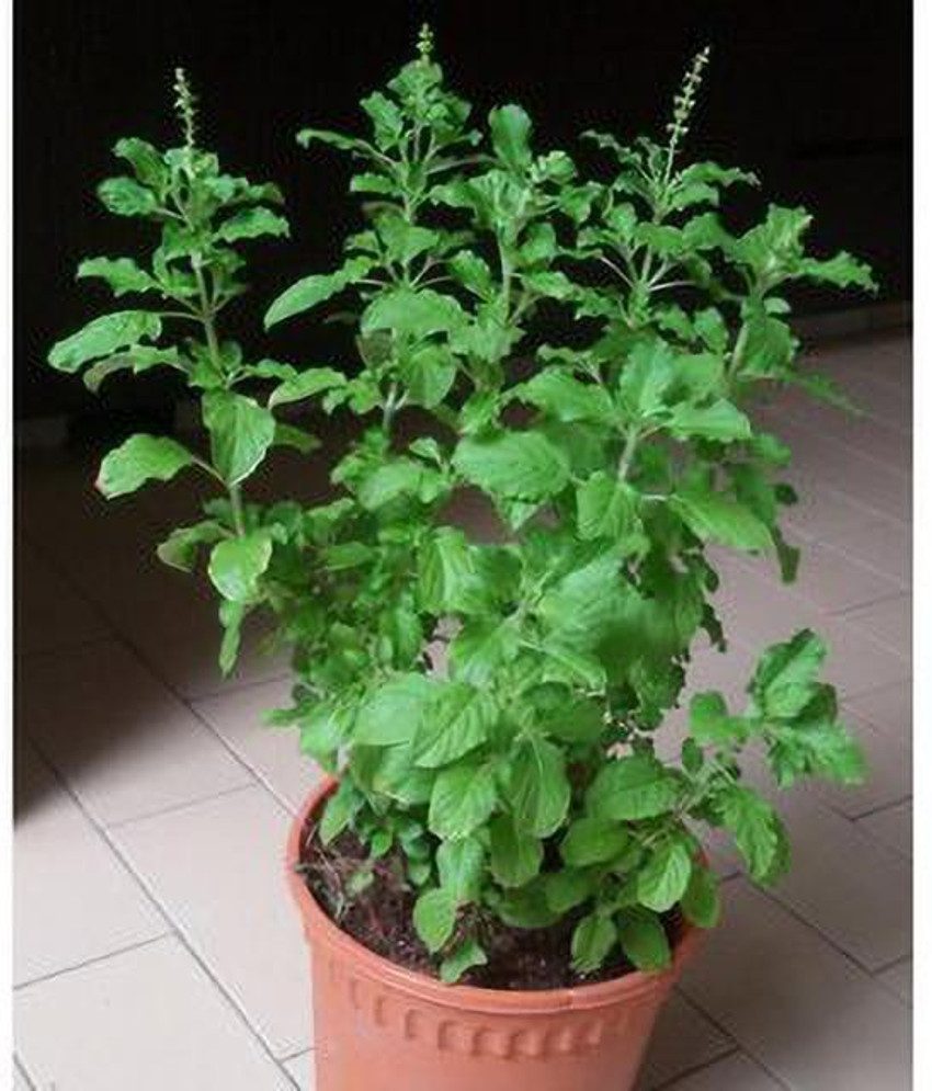 Images Of Tulsi Plant