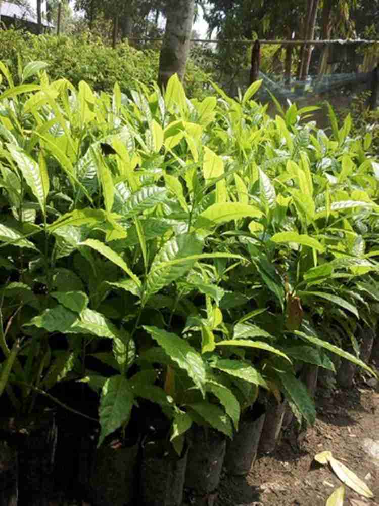 Rudraksha Plant In Kerala