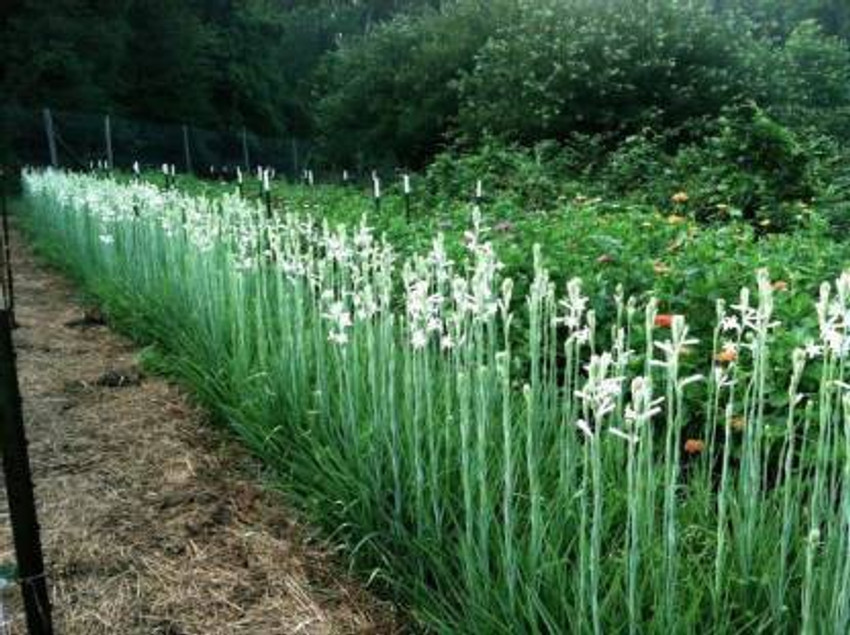 How To Grow Rajnigandha Flower In India | Best Flower Site