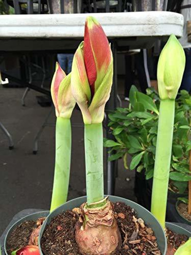 Amaryllis Lily Flower Bulbs | Best Flower Site