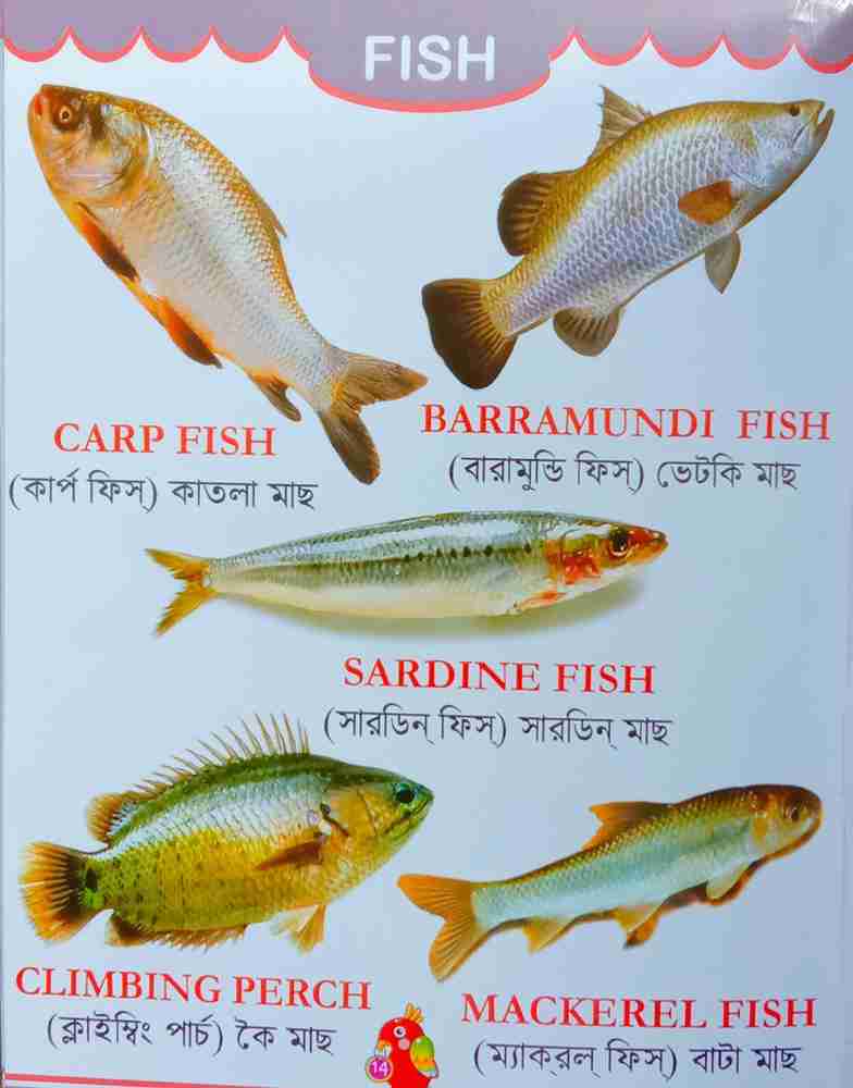 Indian Fish Names In Hindi