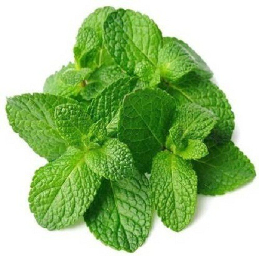 Herbs Mint