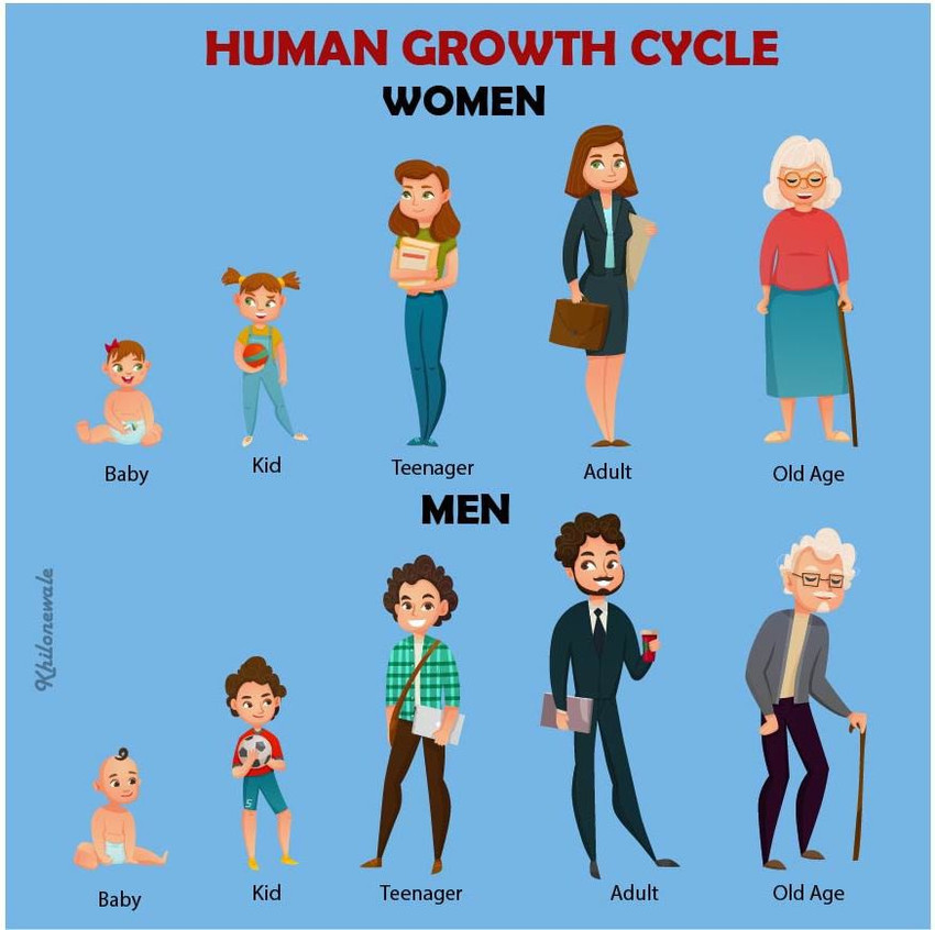 Stages Of Human Growth For Kids