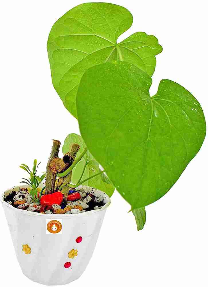 गिलोय और मनीप्लांट में अंतर giloy aur money plant mein antar