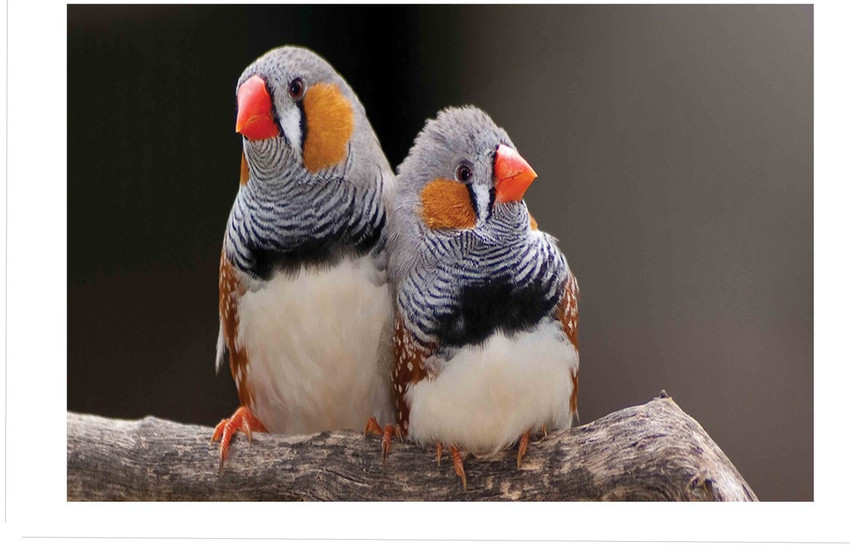 Zebra Finch Birds