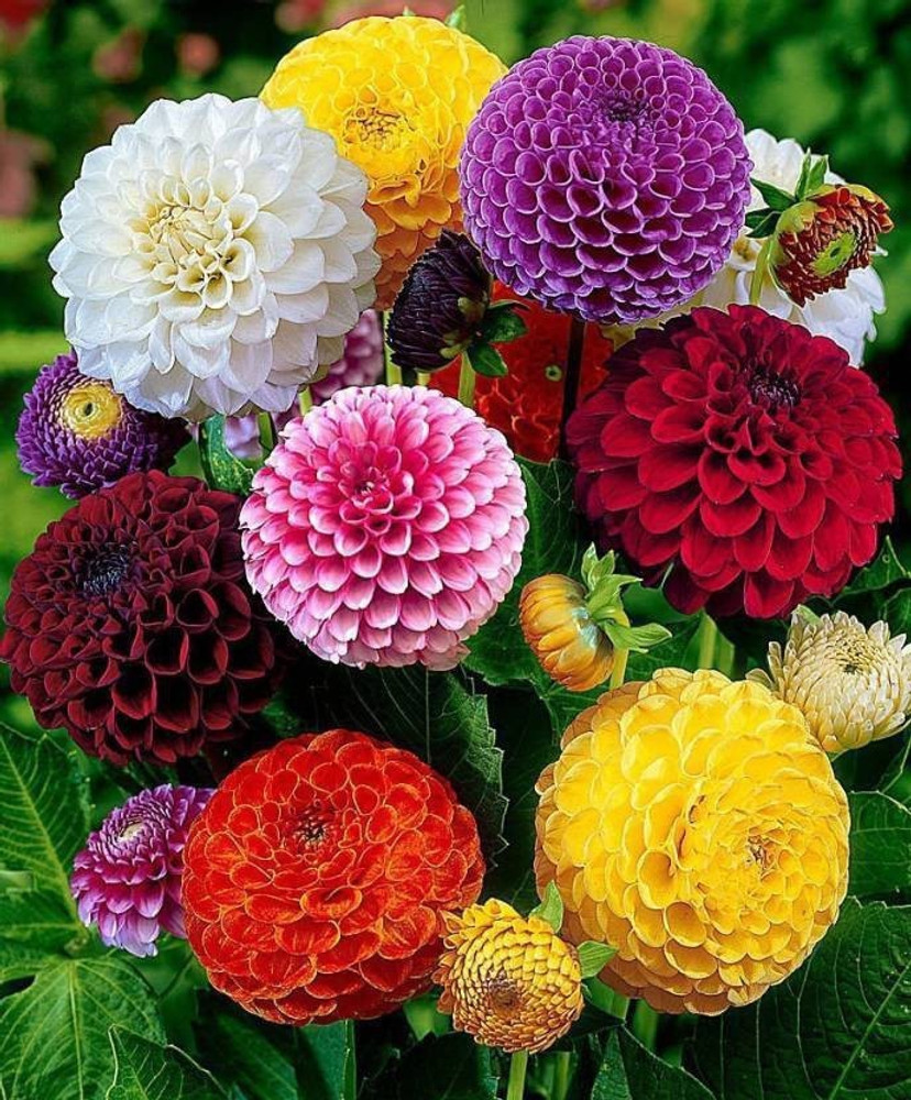 Green Dahlia Flower