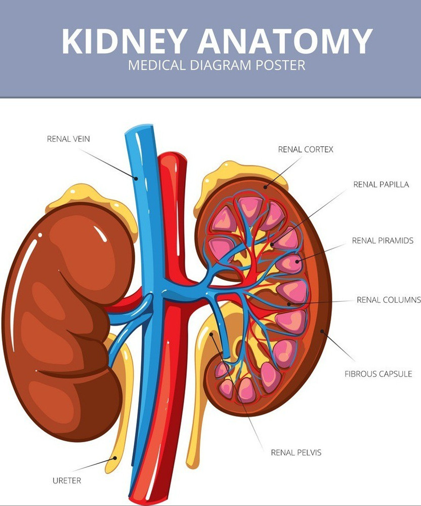 Human Kidney Diagram