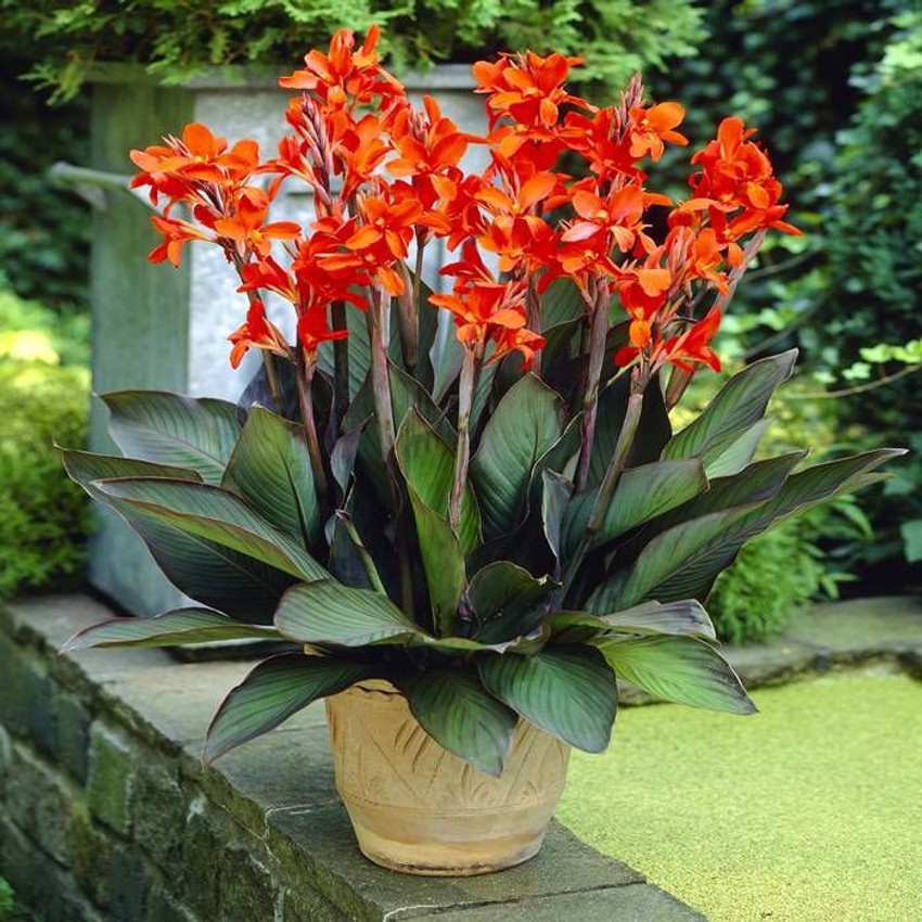 Canna Lily Flower Pictures | Best Flower Site