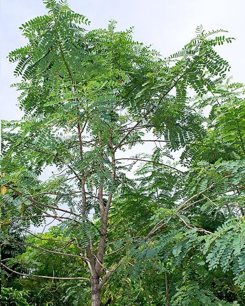 Sesbania Grandiflora Flowering Season | Best Flower Site