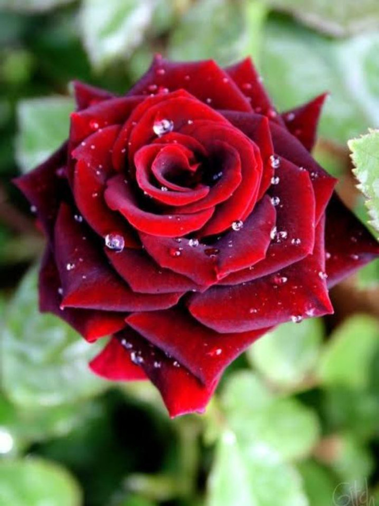 Most Beautiful Red Rose Flowers | Best Flower Site