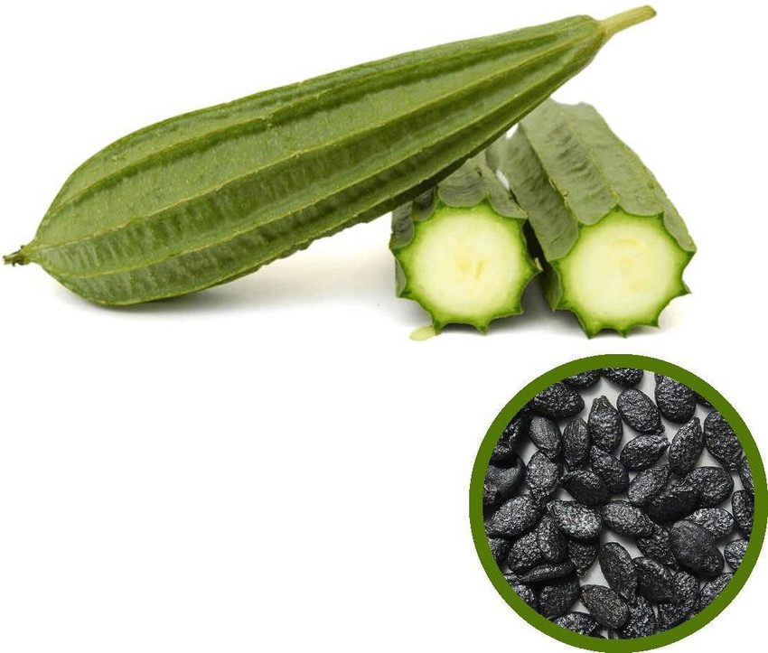Ridge Gourd Seeds