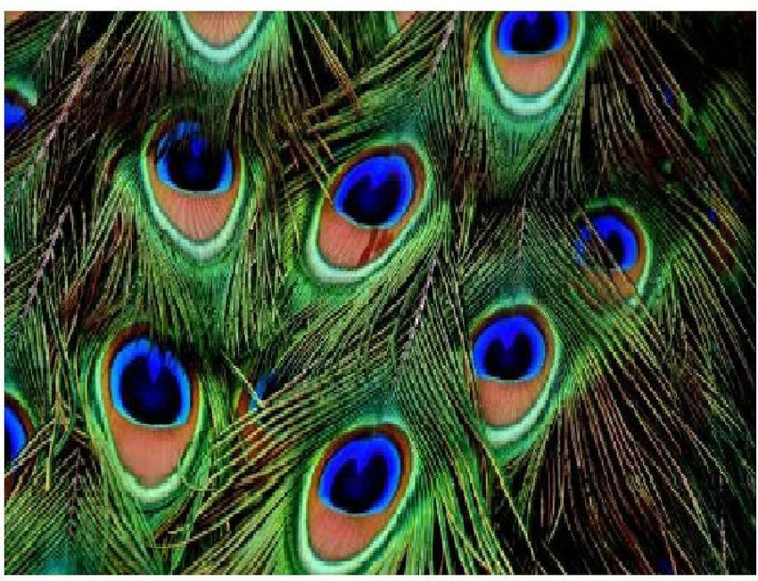 Diy Peacock Feather Painting