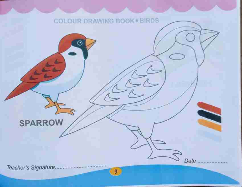 Sparrows Drawing Colors