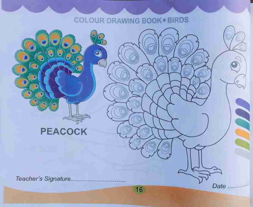 Peacock Drawings In Color