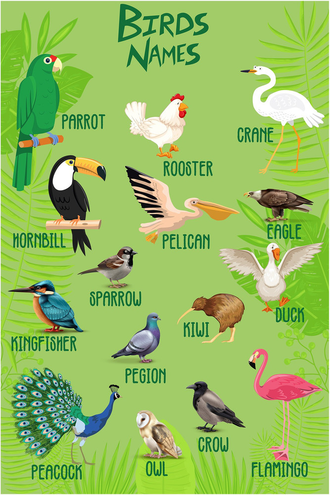 Bird Images With Names