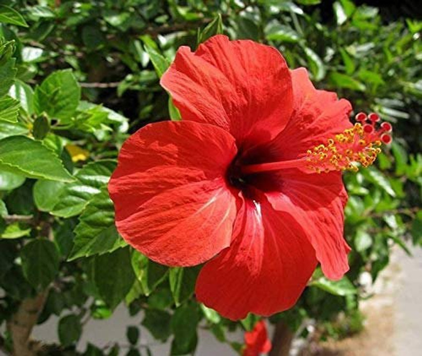 Red Hibiscus Tree