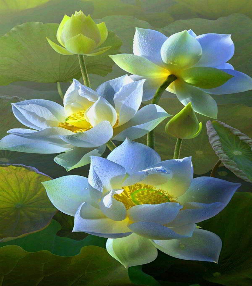 Flower Digital Hd