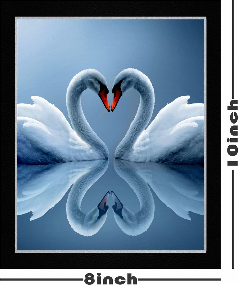 Swans Making A Heart