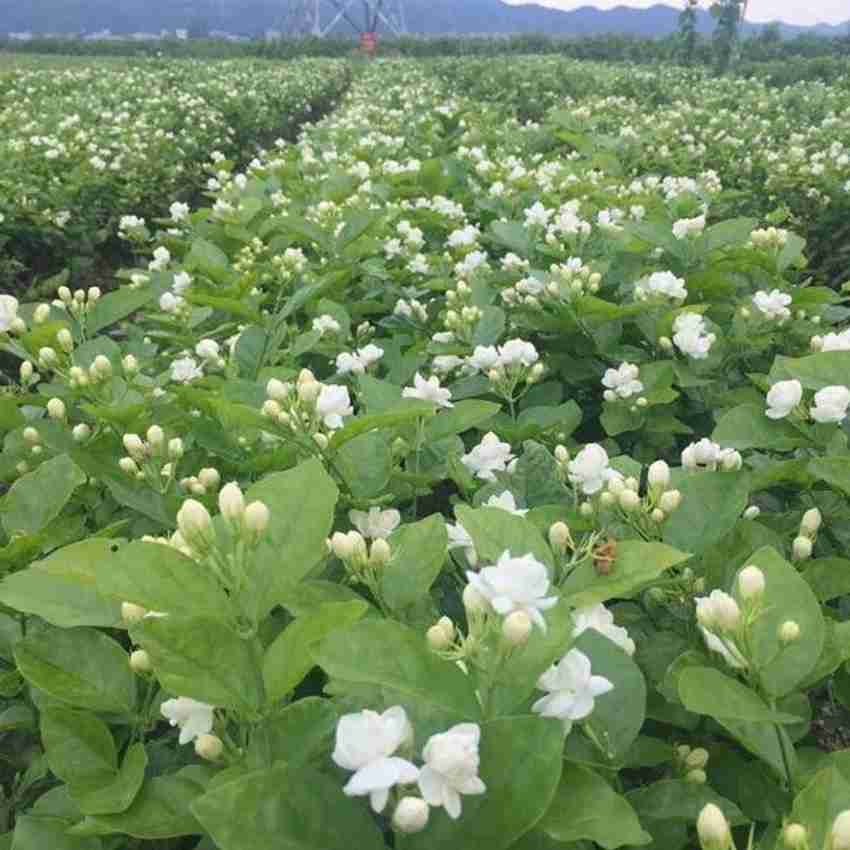 Jasmine Flower Tree Plantation | Best Flower Site