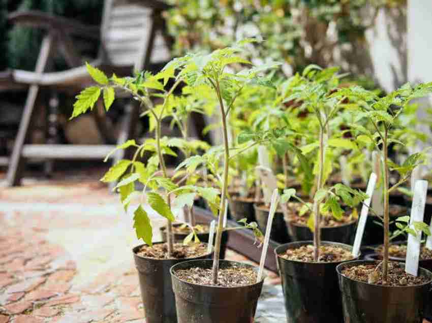 Click to buy Tomato Plant Price in India Buy Click to buy Tomato Plant online at Flipkart