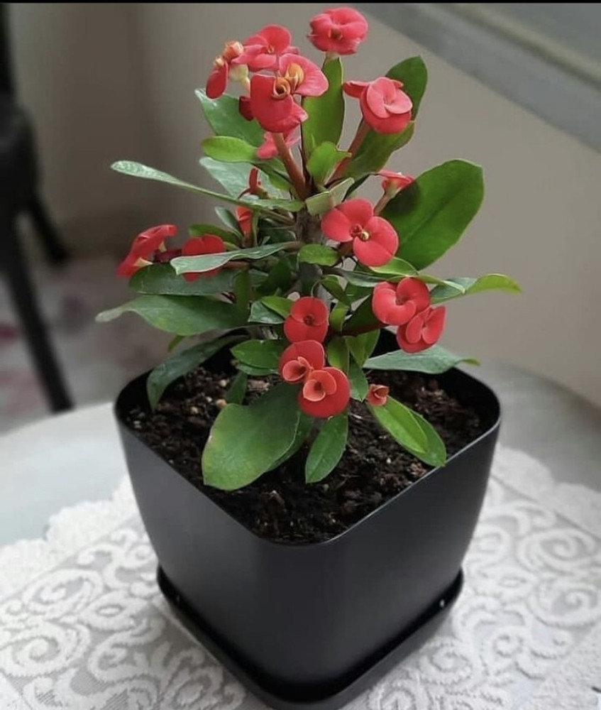 Euphorbia Trigona Flower