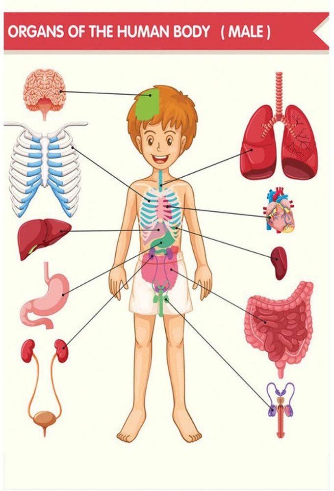 Human Body Parts Poster For Kids