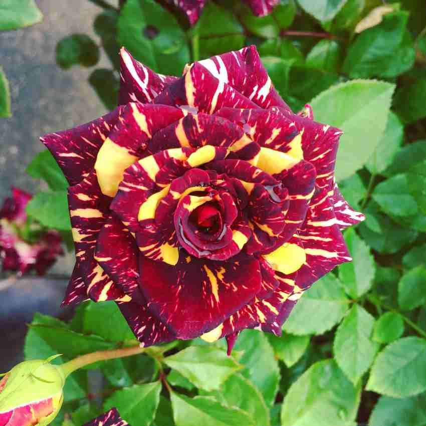 Hybrid Rose Tree