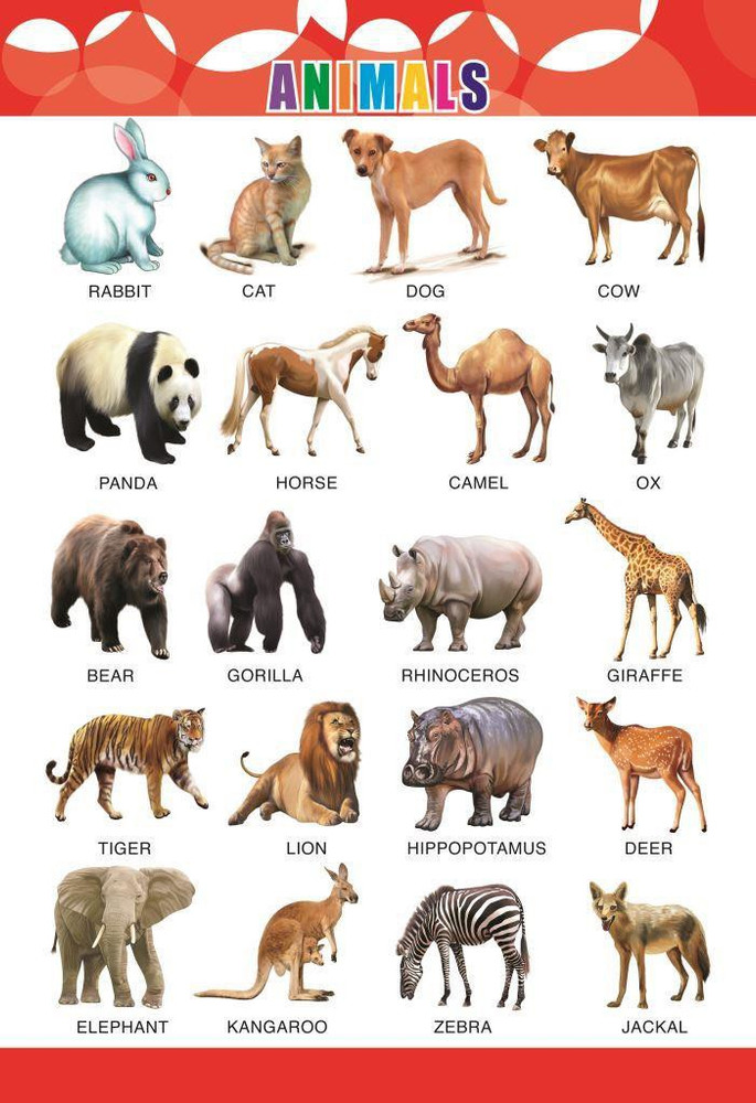 Chart Uses Of Animals Images Laminated Chart (Farm Animals And Their