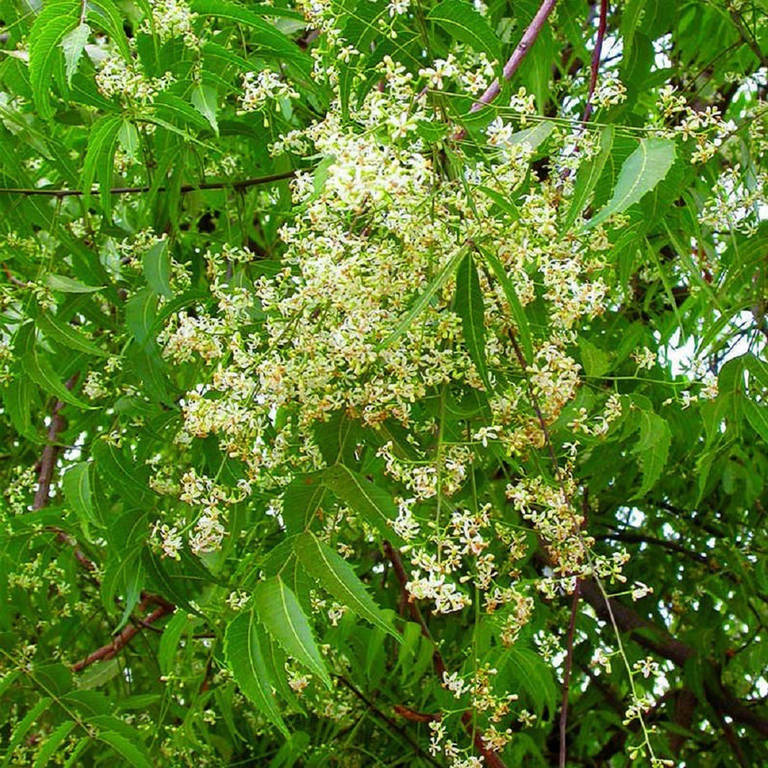 What Is Neem Extract? Benefits, Uses, Risks, And Side, 47% OFF