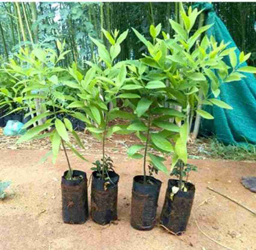 White Sandalwood Tree