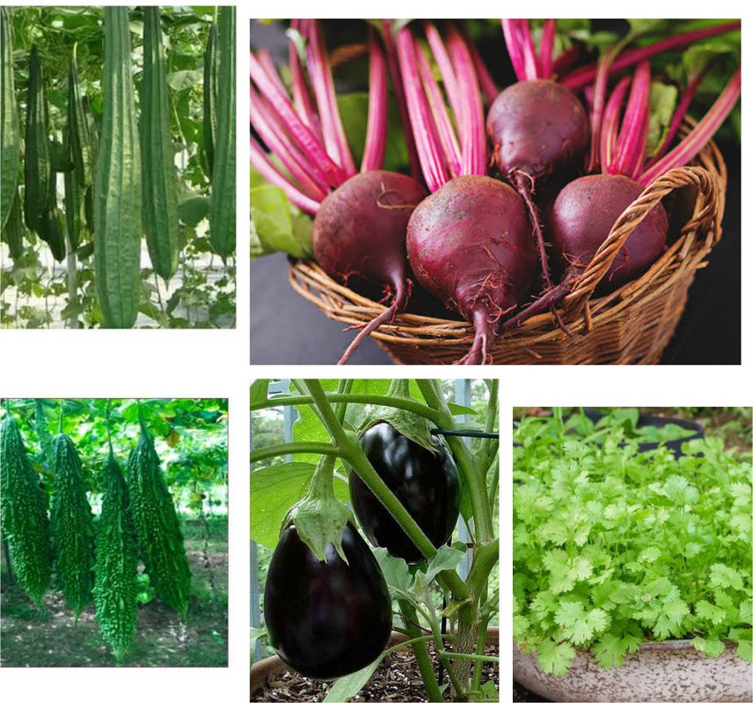 Types Of Bitter Greens