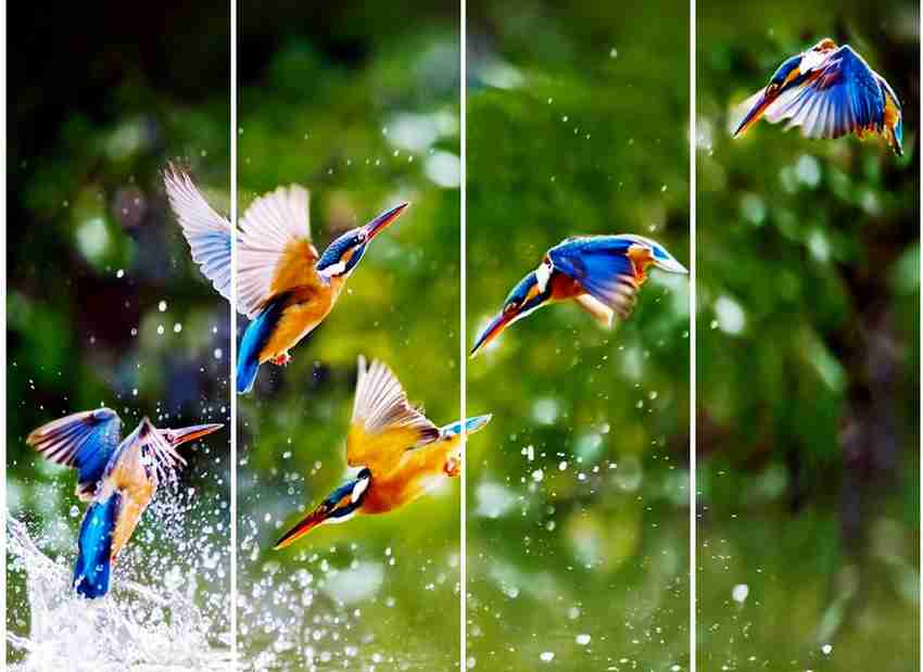 Beautiful Colorful Bird Flying