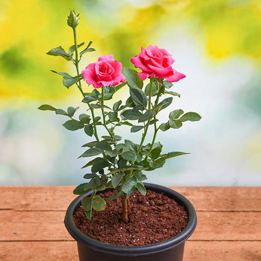 Rose Flower Plants In Pot