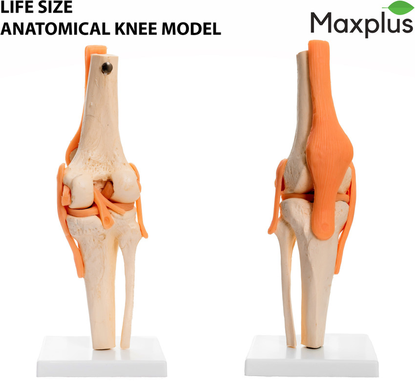 Knee Ligaments Model