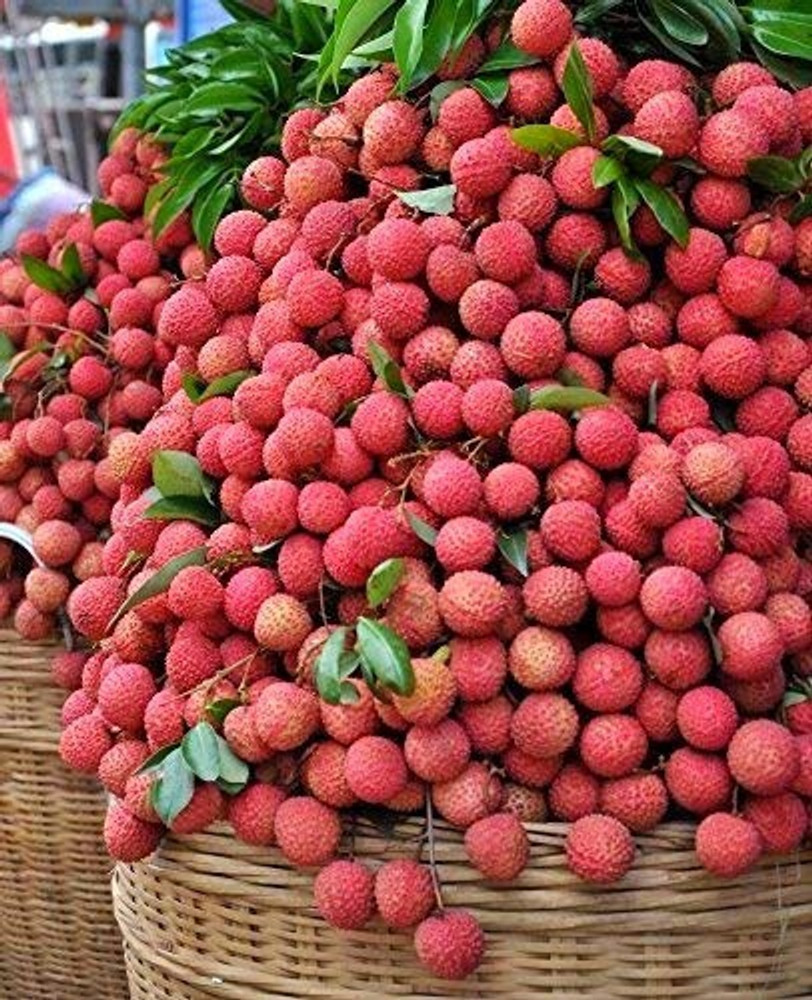Litchi Tree