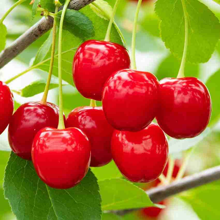 Cherry fruit store