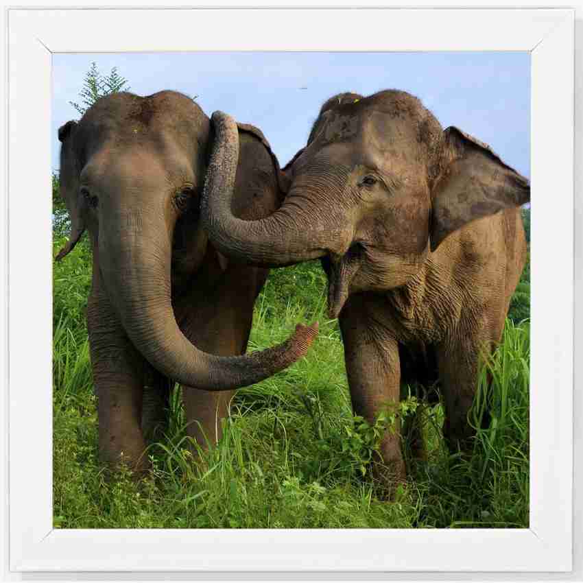 Miniature Elephant Pet