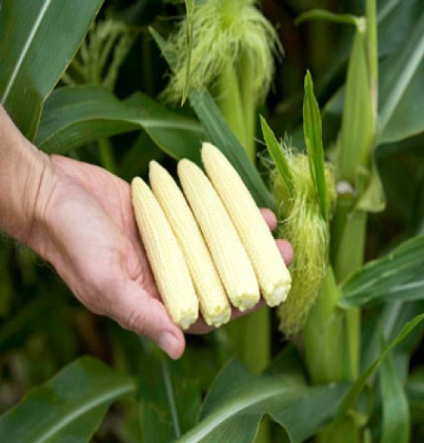 Baby Corn Grow In Garden Maize Wikipedia